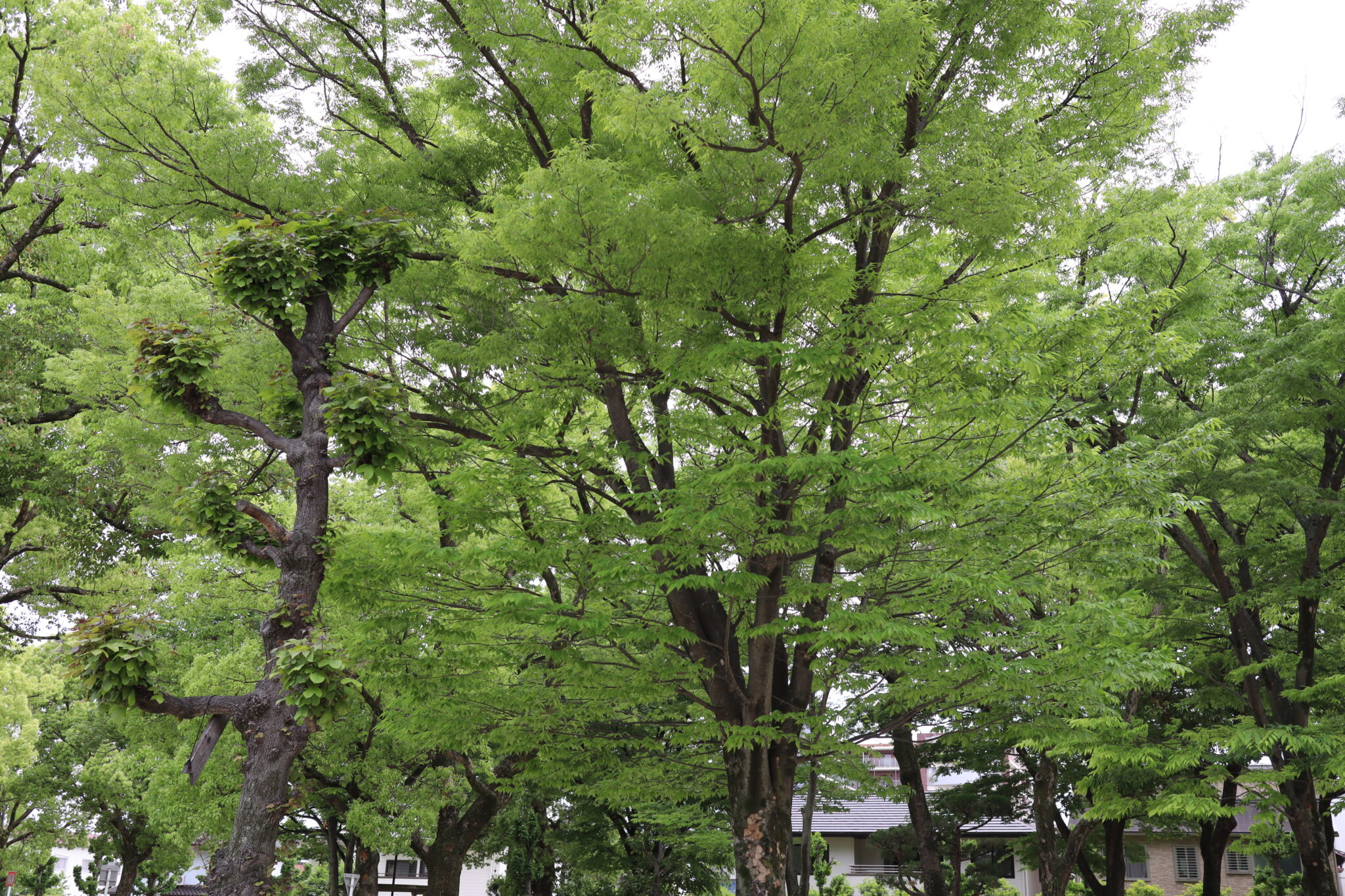 キャノン EOS M200実写レビュー | あなたにピッタリのコンデジ選び