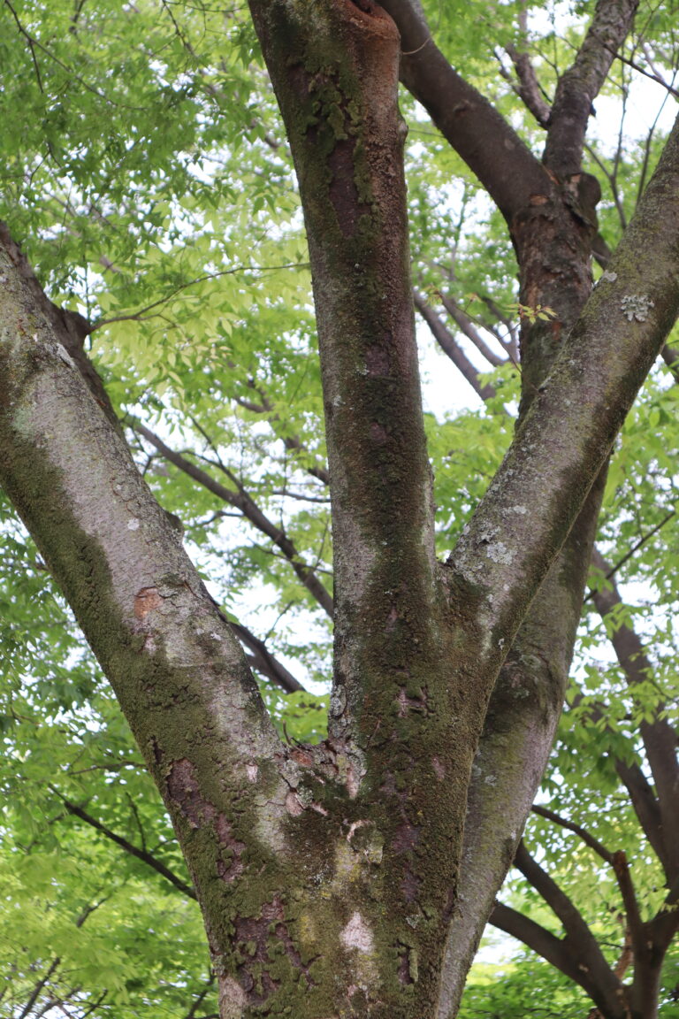 キャノン EOS M200実写レビュー | あなたにピッタリのコンデジ選び