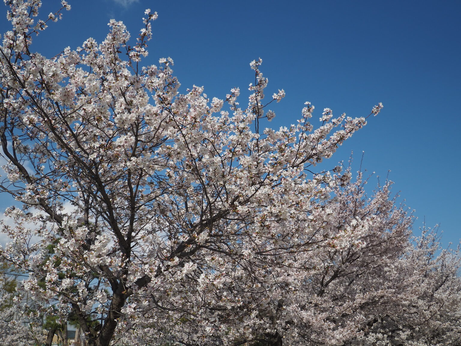 Olympus E-M10 Mark3 実写レビュー | あなたにピッタリのコンデジ選び