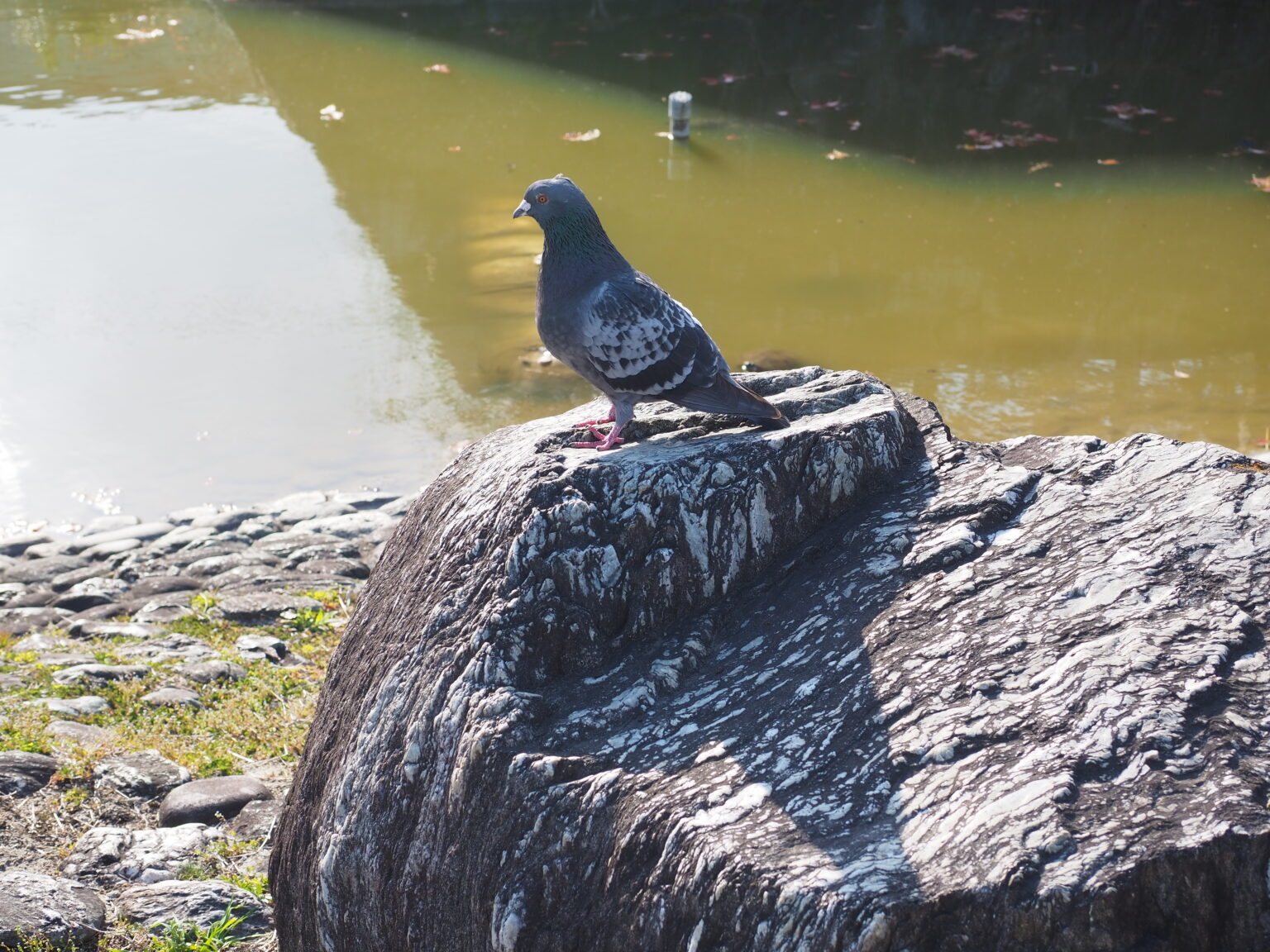 Olympus E-M10 Mark3 実写レビュー | あなたにピッタリのコンデジ選び